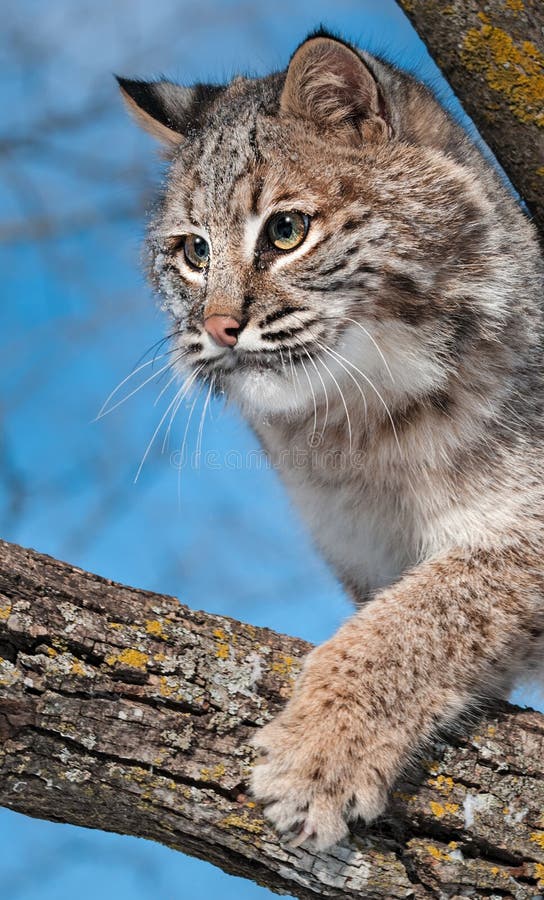 Bobcat (Lynx Rufus) Claws at Branch Stock Photo - Image of winter ...