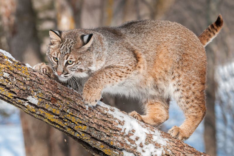 Bobcat (Lynx Rufus) Crouches on Branch Stock Photo - Image of mammal ...