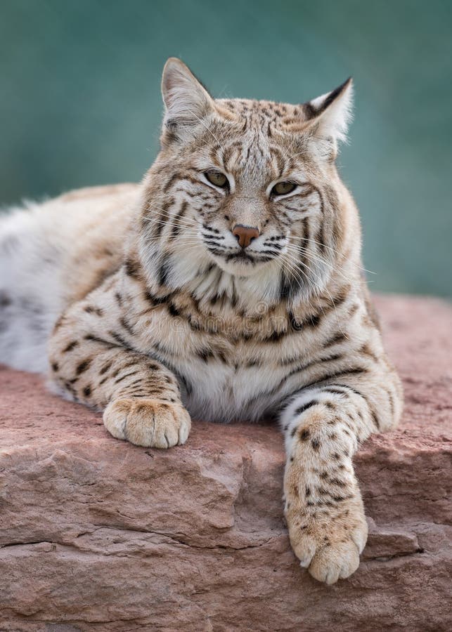 Close Up of a Bobcat Snarling Stock Image - Image of wildlife, close ...