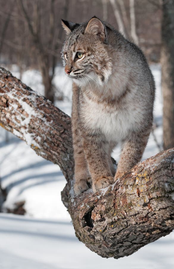 Bobcat (Lynx Rufus) Looks Left from Tree Branch Stock Image - Image of ...