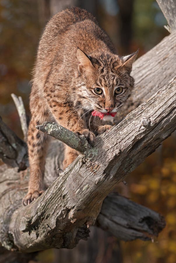 Bobcat (Lynx Rufus) with Meat Snack Stock Photo - Image of animal ...