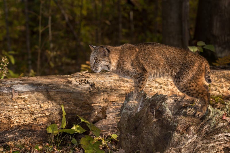 Bobcat (Lynx Rufus) Poses on Log Stock Photo - Image of bobcat ...