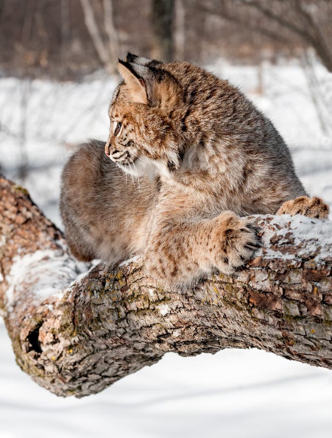 Bobcat profile stock photo. Image of rufus, predator - 64967690