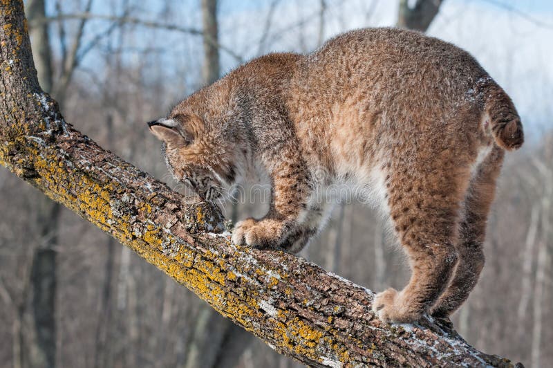Bobcat (Lynx Rufus) Sniffs at Tree Branch Stock Photo - Image of mammal ...