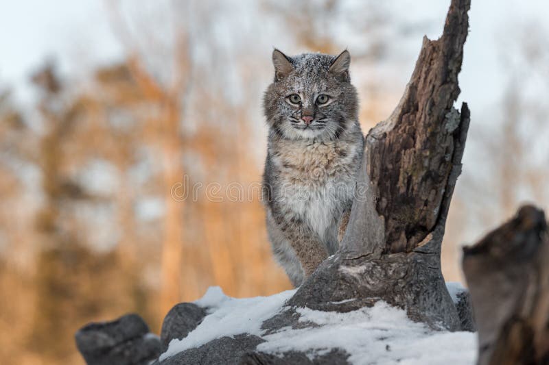 Bobcat Lynx Rufus with Snow on Her Face Stock Image - Image of winter ...
