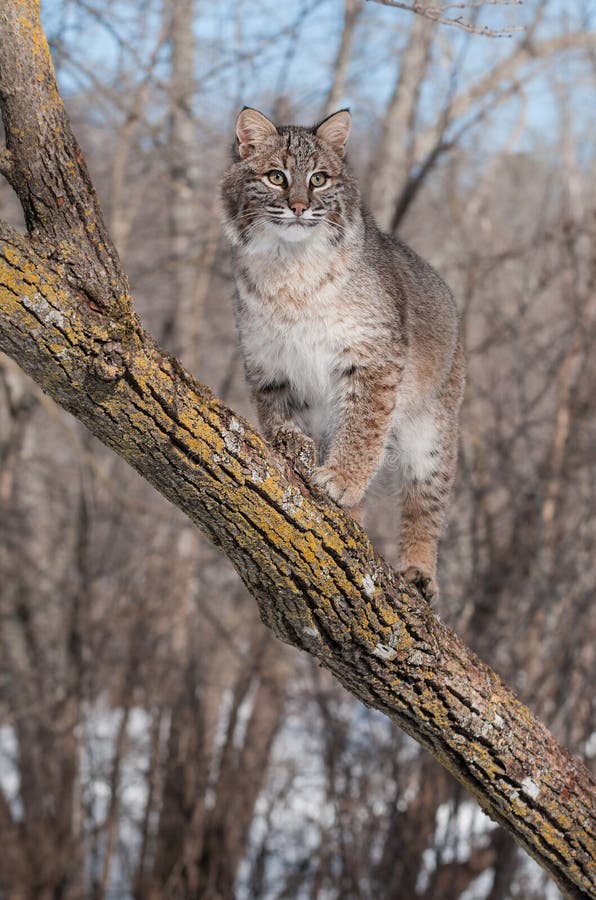 Bobcat (Lynx Rufus) Stands on Branch in Tree Stock Photo - Image of ...