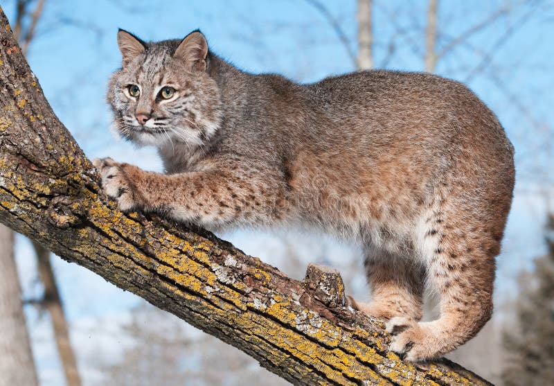 Bobcat (Lynx Rufus) in Tree Clawing Branch Stock Image - Image of ...