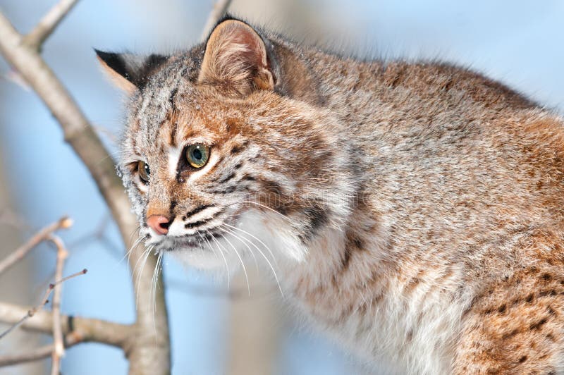 Bobcat (Lynx Rufus) in Tree - Head Stock Image - Image of outside ...