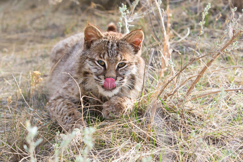 Bobcat Playing with Sage Catnip Stock Photo - Image of catnip, kitten ... Bobcat Playing with Sage Catnip Stock Photo - Image of catnip, kitten ...