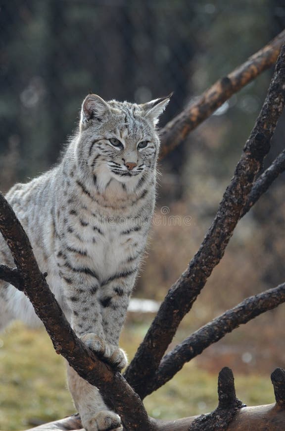 Bobcat Poised in a Tree stock image. Image of cute, stalk - 104076651