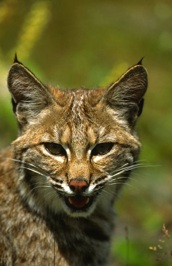 Close Up of a Bobcat Snarling Stock Photo - Image of wildlife, close ...