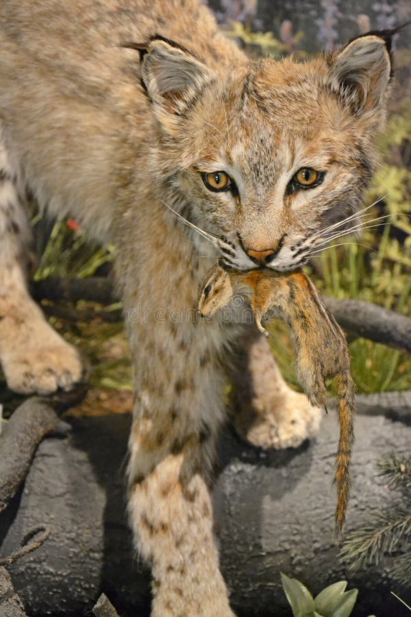Bobcat & prey stock photo. Image of american, north - 63574726