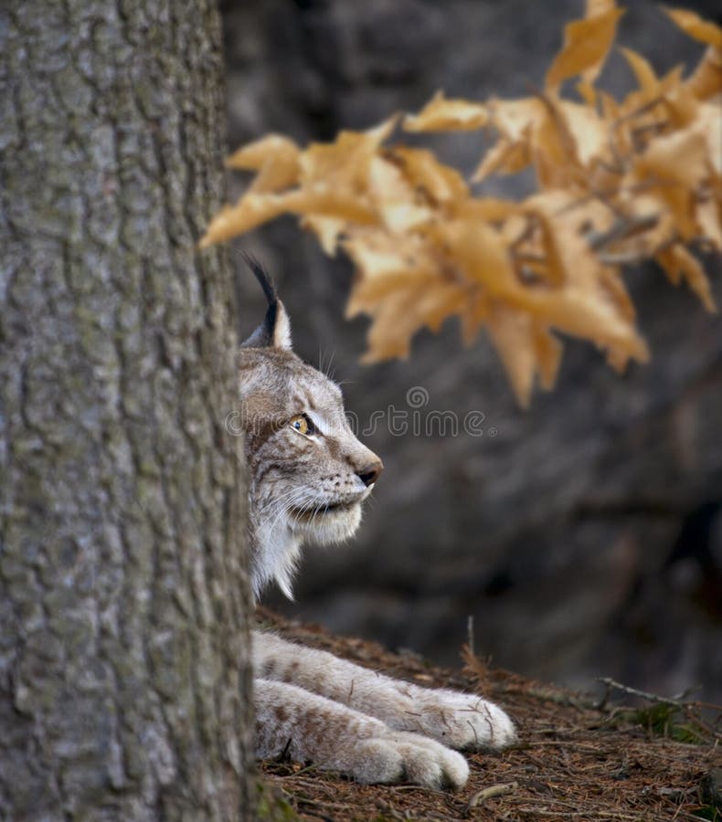 Bobcat stock image. Image of sitting, autumn, lynx, animal - 30720231