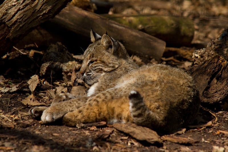 Bobcat Resting in a Den stock photo. Image of south - 168260992