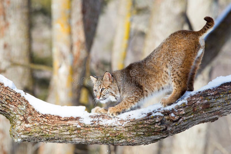 Bobcat on top of tree stock image. Image of males, predator - 83316799