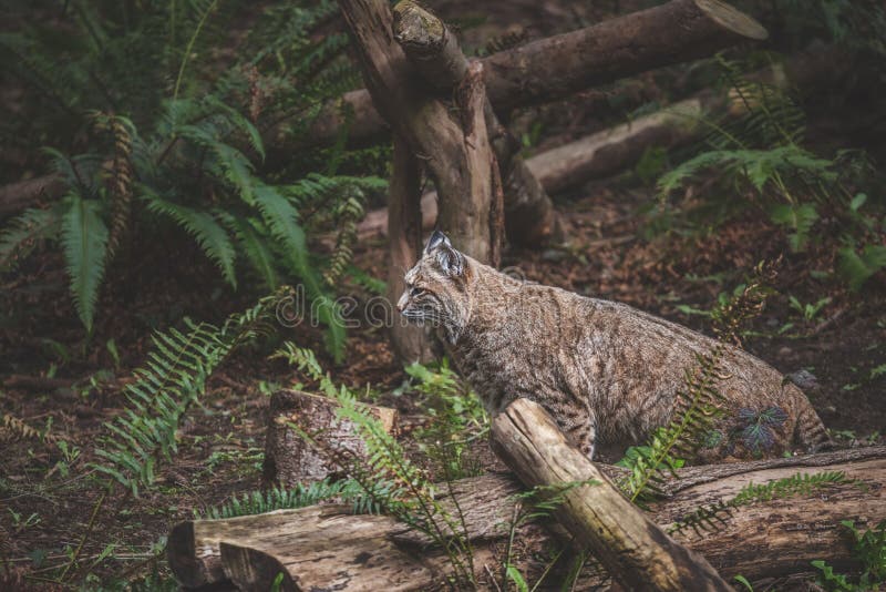Bobcat Sitting Behind a Log Looking Left. Stock Photo - Image of forest ...