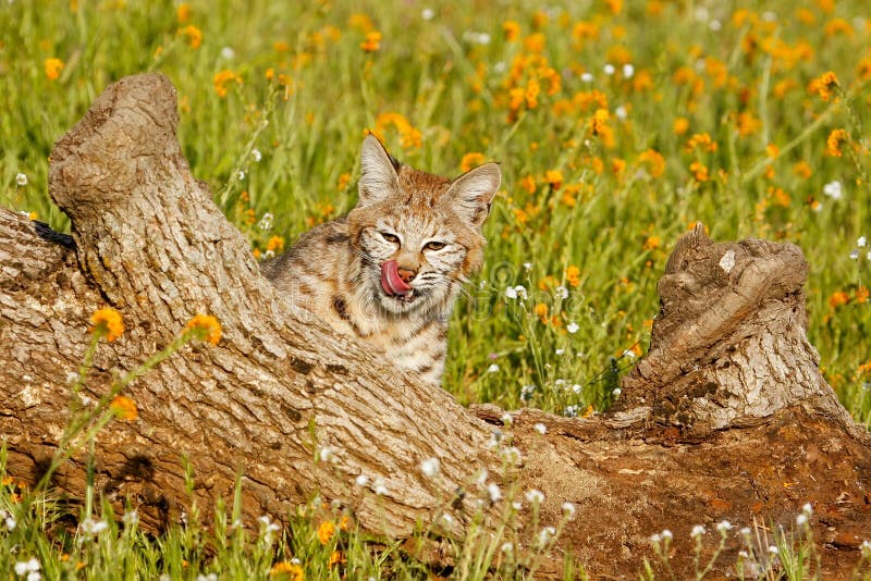Bobcat Sitting Behind a Log Stock Image - Image of outdoors, cute: 80578797