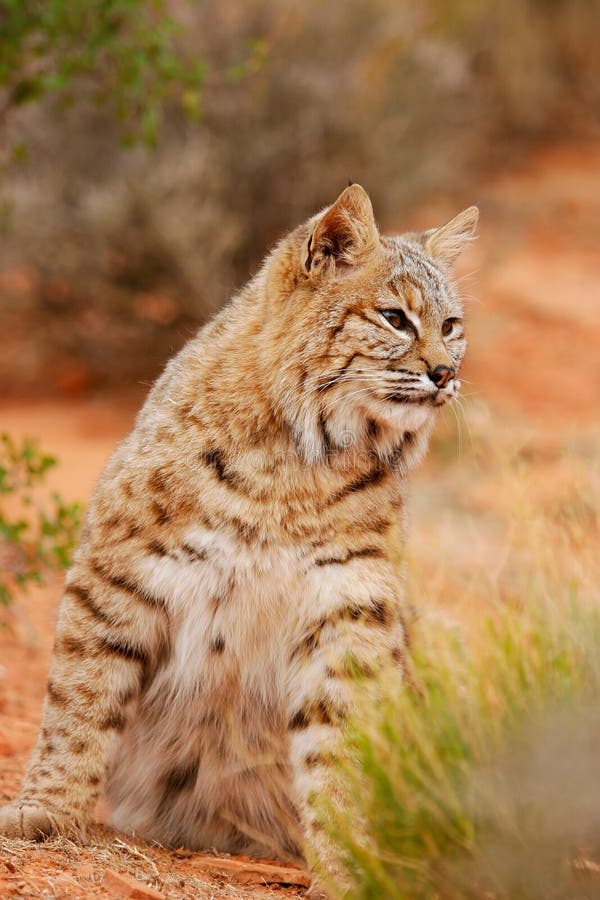 Bobcat sitting in a desert stock photo. Image of predator - 79932346