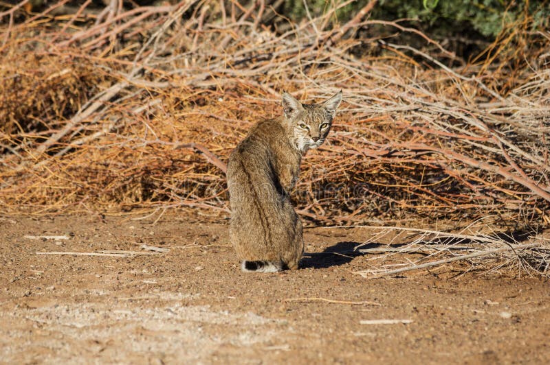 Bobcat Looks into Camera (Lynx Rufus), California, Yosemite National ...