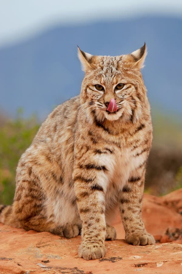 Bobcat Sitting on Red Rocks Stock Image - Image of north, carnivore ...