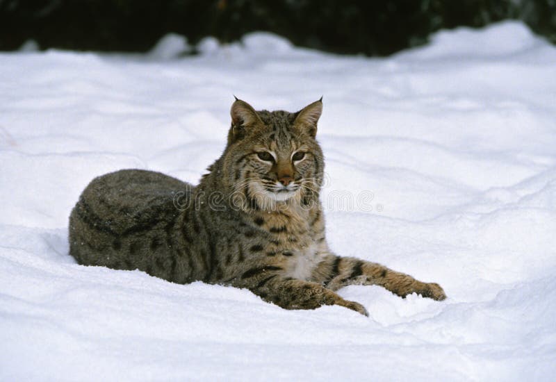 Close Up of a Bobcat Snarling Stock Image - Image of wildlife, close ...