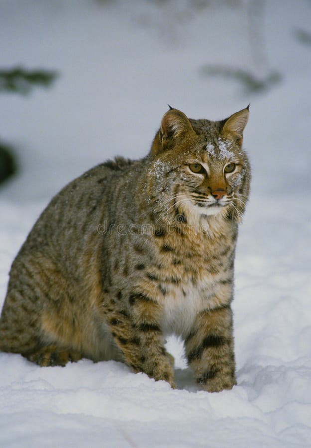 Bobcat in deep white snow stock image. Image of grass - 18679939