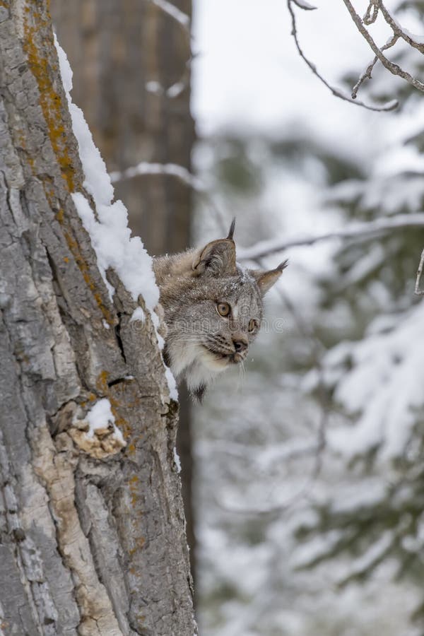 Bobcat in the Snow stock image. Image of alpha, canadensis - 92378095