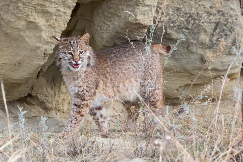 Bobcat standing broadside stock photo. Image of broadside - 84527926