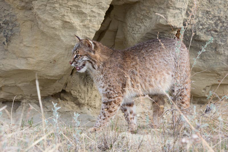 Bobcat standing broadside stock photo. Image of broadside - 84527926