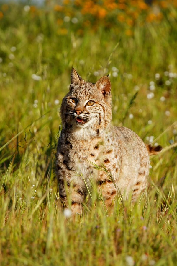Bobcat Standing in a Grass with Flowers Stock Image - Image of field ...
