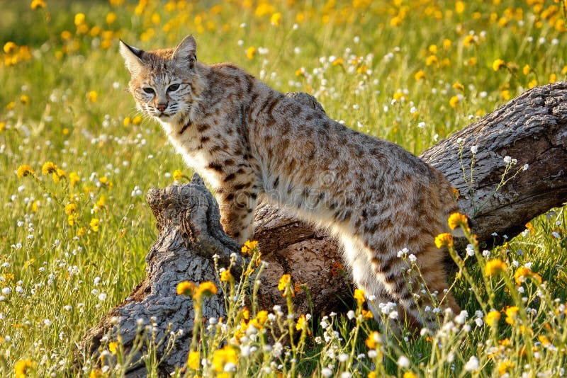 Bobcat standing on a log stock image. Image of standing - 80578399