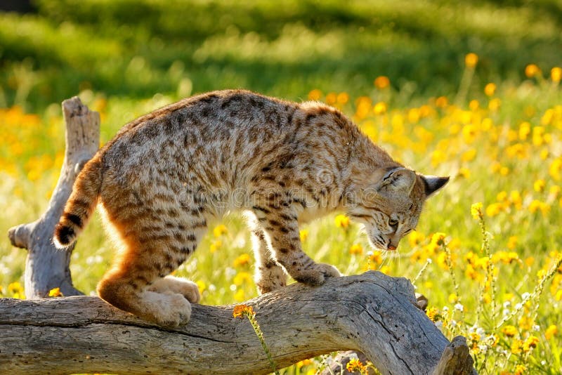Bobcat standing on a log stock image. Image of united - 76761549