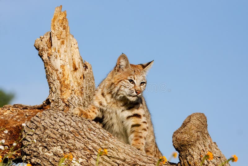 Bobcat standing on a log stock image. Image of states - 76761581