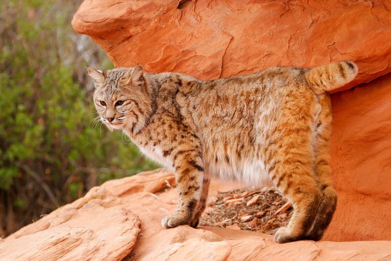 Bobcat Standing on Red Rocks Stock Photo - Image of spotted, wildlife ...