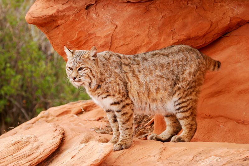Bobcat standing on a log stock image. Image of standing - 80578399