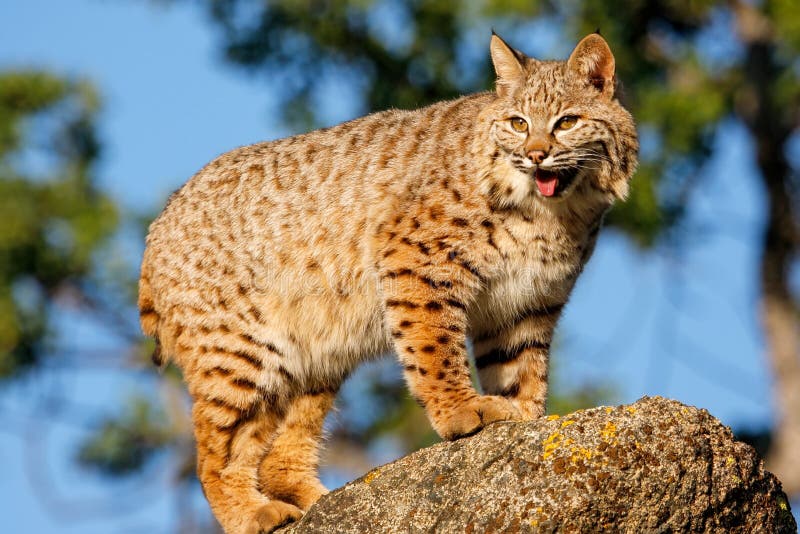 Bobcat standing on a rock stock photo. Image of standing - 76761488