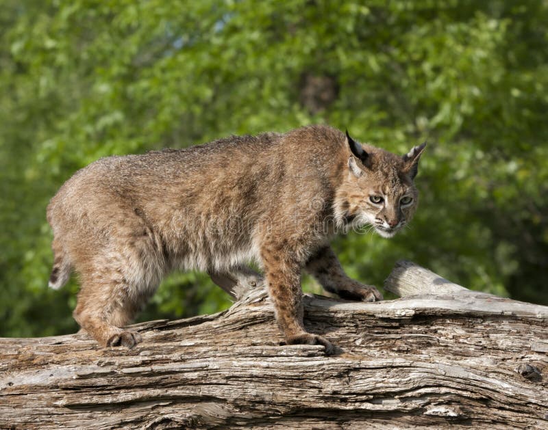 Bobcat on a Log stock photo. Image of portrait, bobcat - 55428618