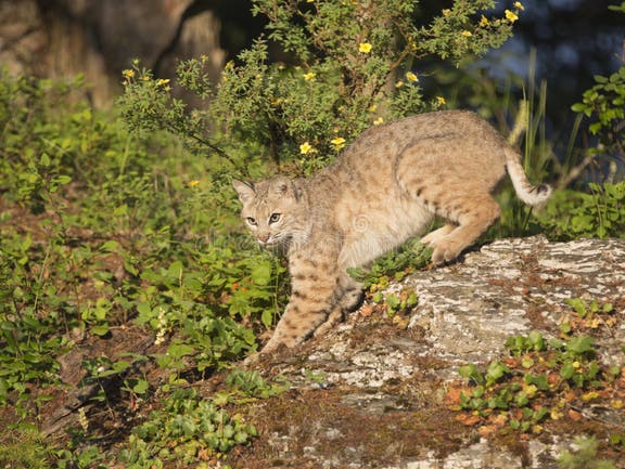Bobcat Striking a Pose on a Rock Stock Image - Image of prowling, pose ...