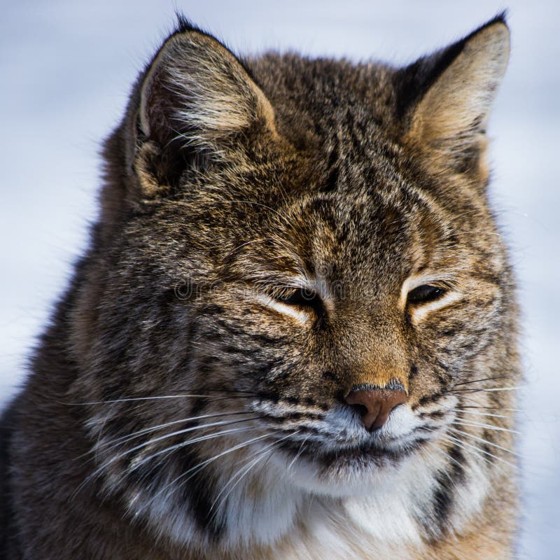 Close Up of a Bobcat Snarling Stock Image - Image of wildlife, close ...