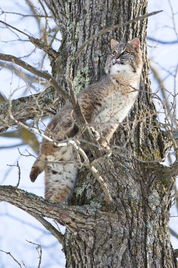 Leaping Bobcat stock photo. Image of mammals, felidae - 36507688