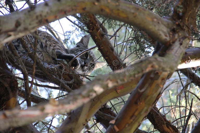 Bobcat Scratch Stock Photos - Free & Royalty-Free Stock Photos from ...