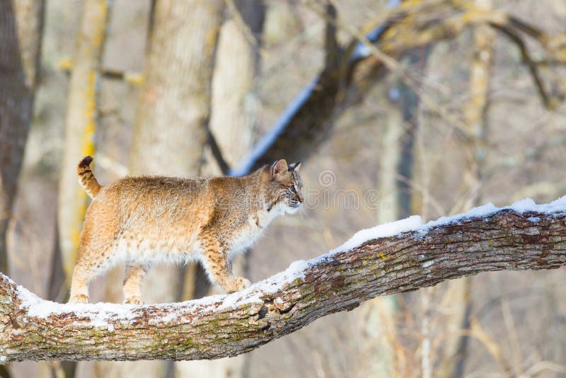 Bobcat Walking Across Tree Branch Stock Image - Image of north ...