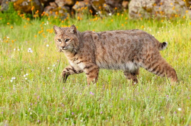 Bobcat Walking in Open Field of Green Grass Stock Photo - Image of ...