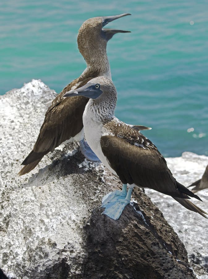 Bobo Azul-footed 7 imagen de archivo. Imagen de animal - 26197083