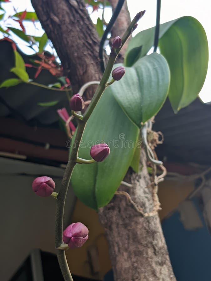 Bobo Fruit Stock Photos - Free & Royalty-Free Stock Photos from Dreamstime