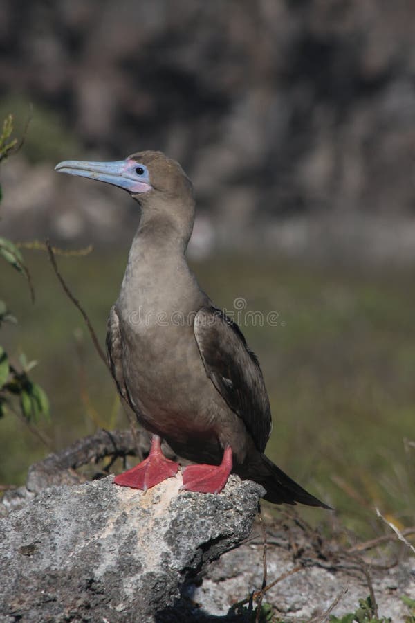 Bobo Rojo-footed imagen de archivo. Imagen de pierna - 16825479