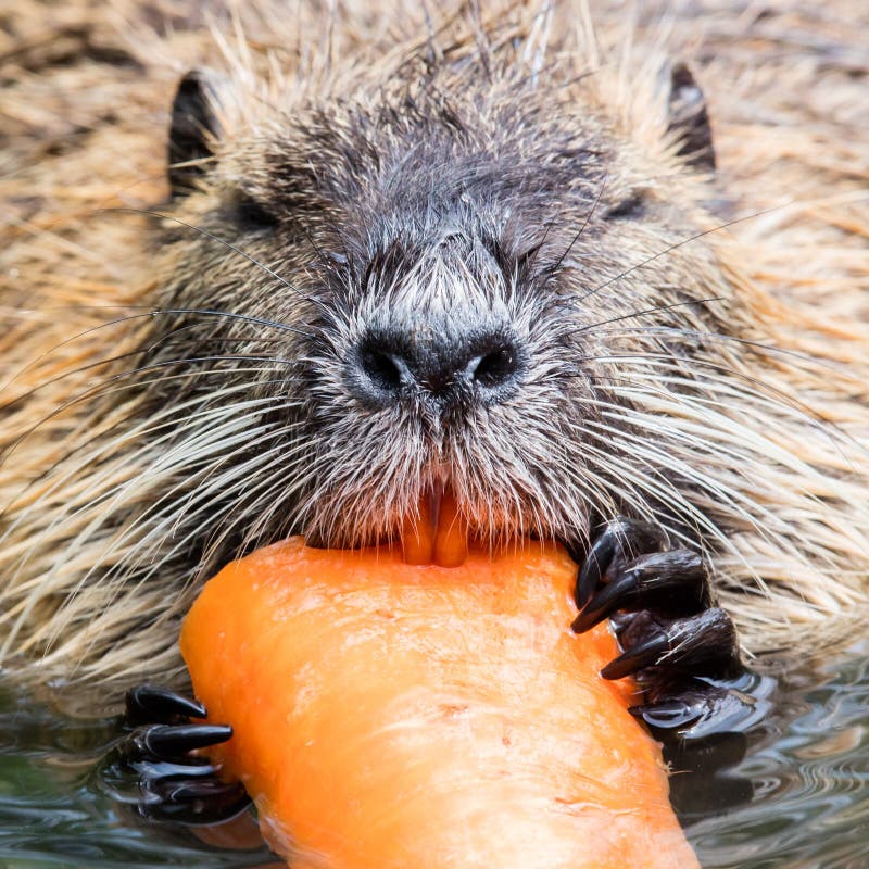 Bobra nos zdjęcie stock. Obraz złożonej z fiberboard - 101587204