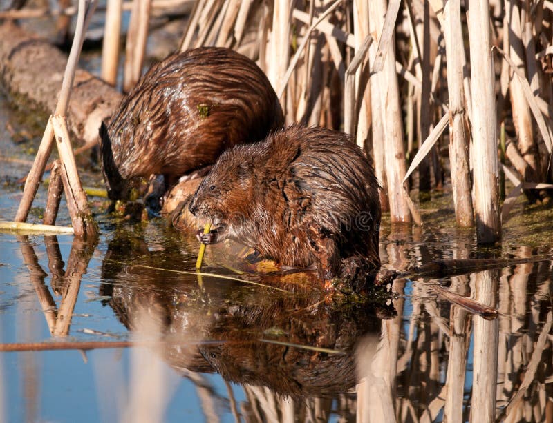 1,444 Bobry Zdjęcia - Bezpłatne i z licenncją Royalty-Free Zdjęcia od ...