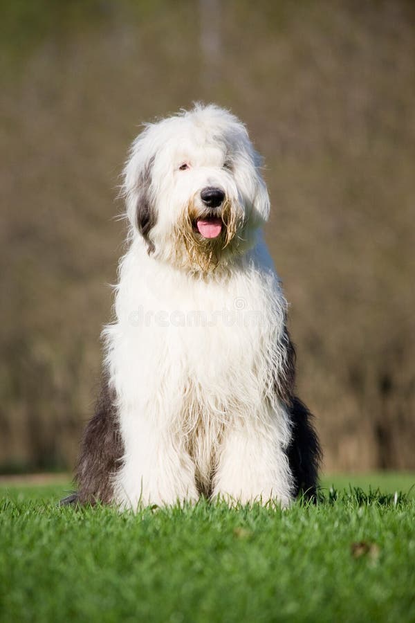 Bobtail stock image. Image of nature, cute, activity, dogs - 9332447