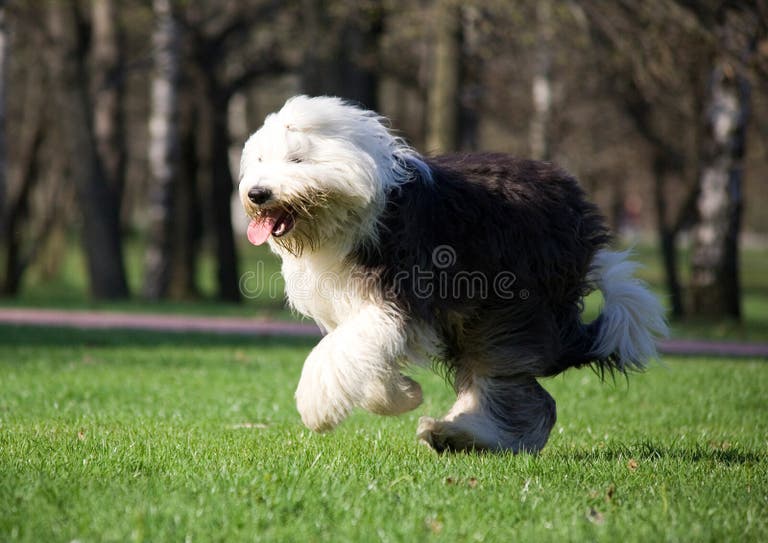 Bobtail stock photo. Image of cute, canine, bobtail, pets - 9416244